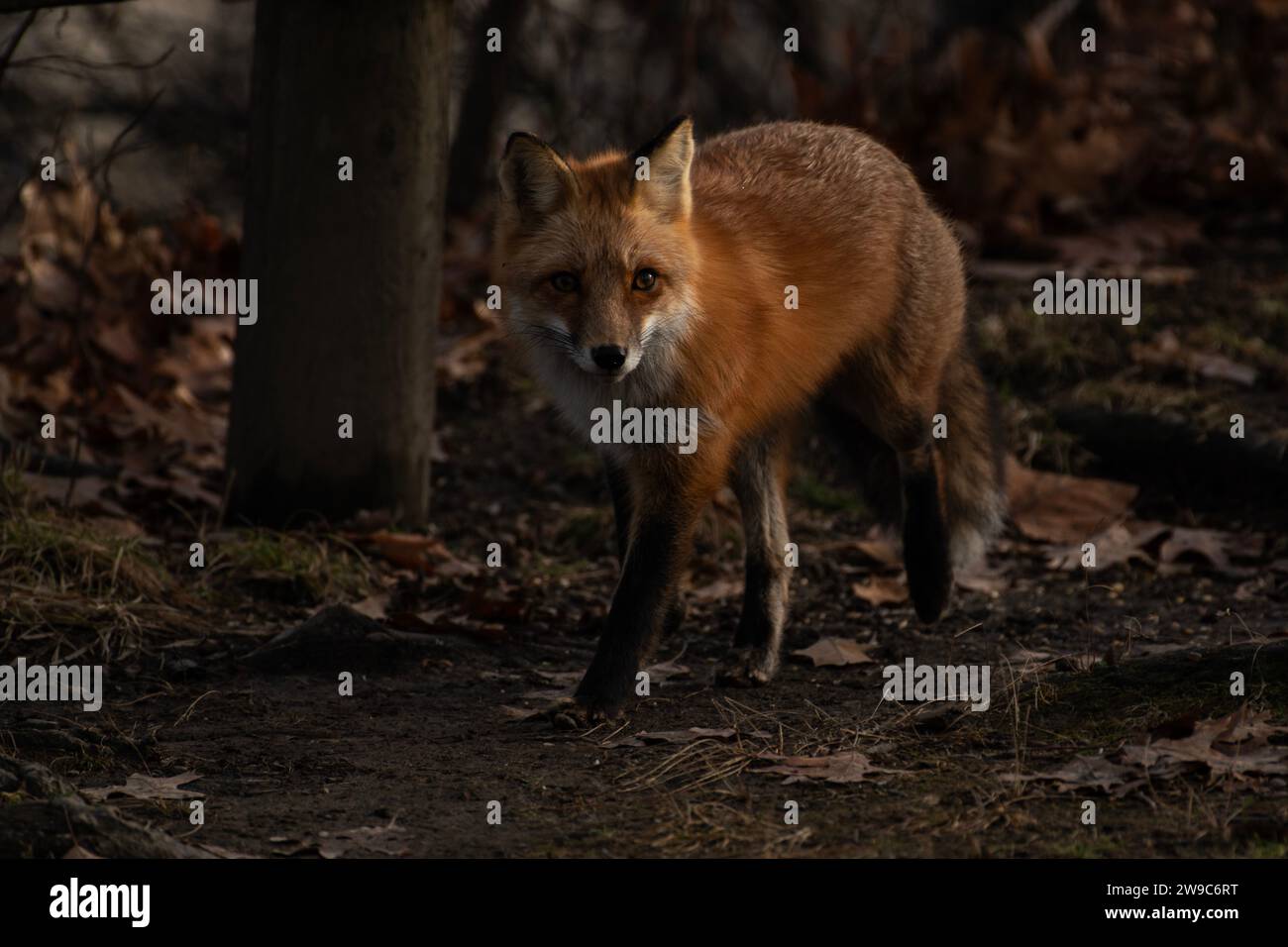 A young red fox out foraging for food, Vulpes vulpes Stock Photo - Alamy