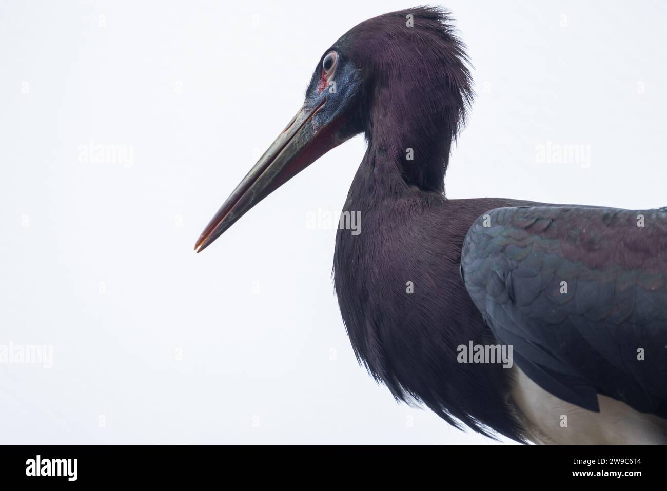 This close-up image captures the intriguing profile of an Abdim's stork ...