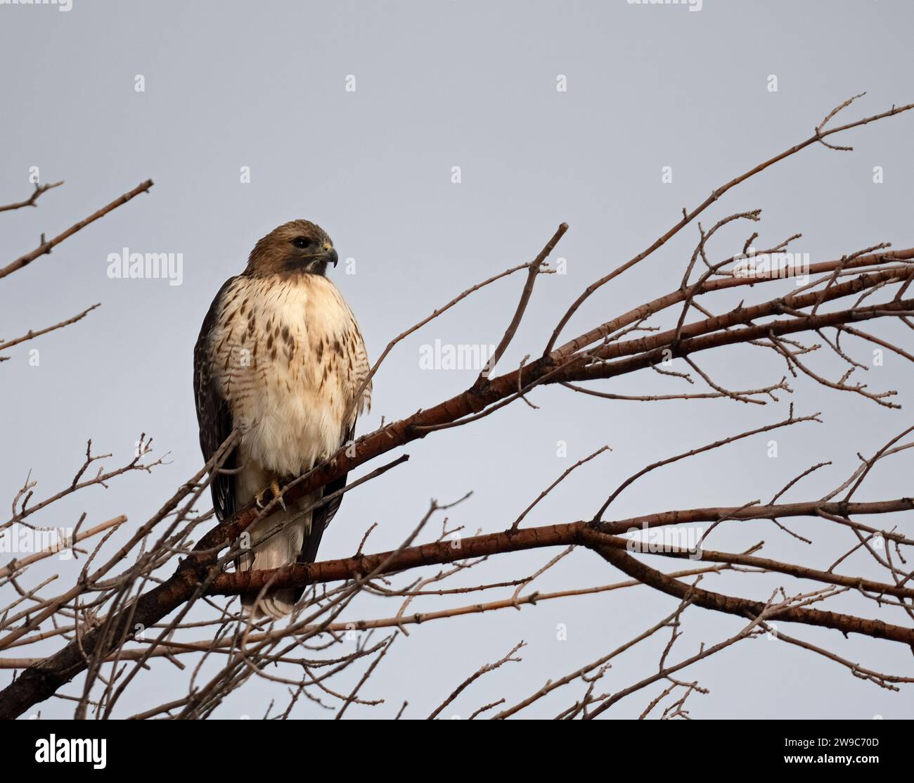 Red tailed hawk perched hi-res stock photography and images - Alamy