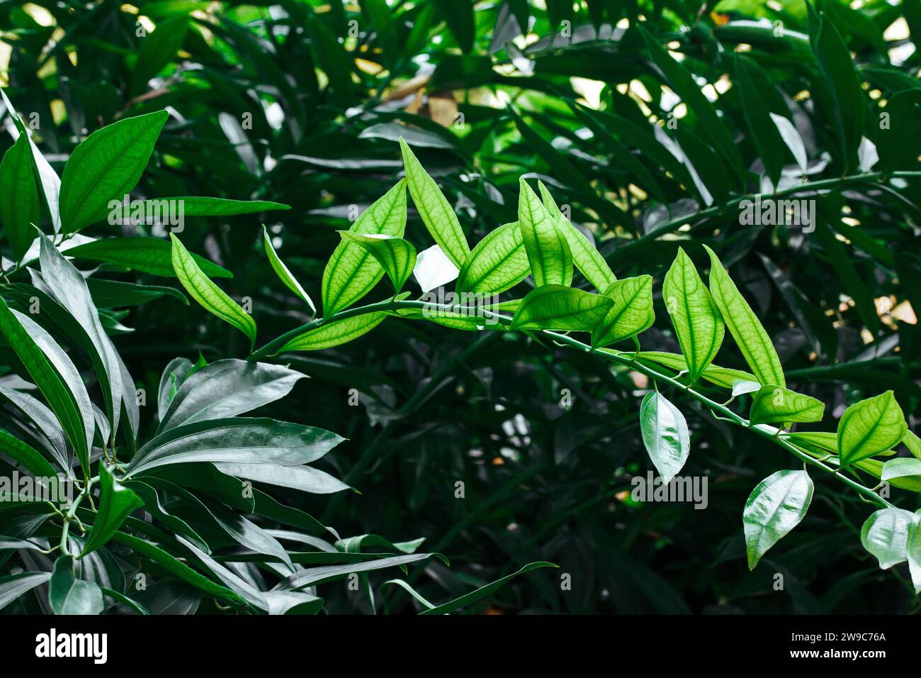 Perennial shrub with green oblong leaves growing in a shady formal ...