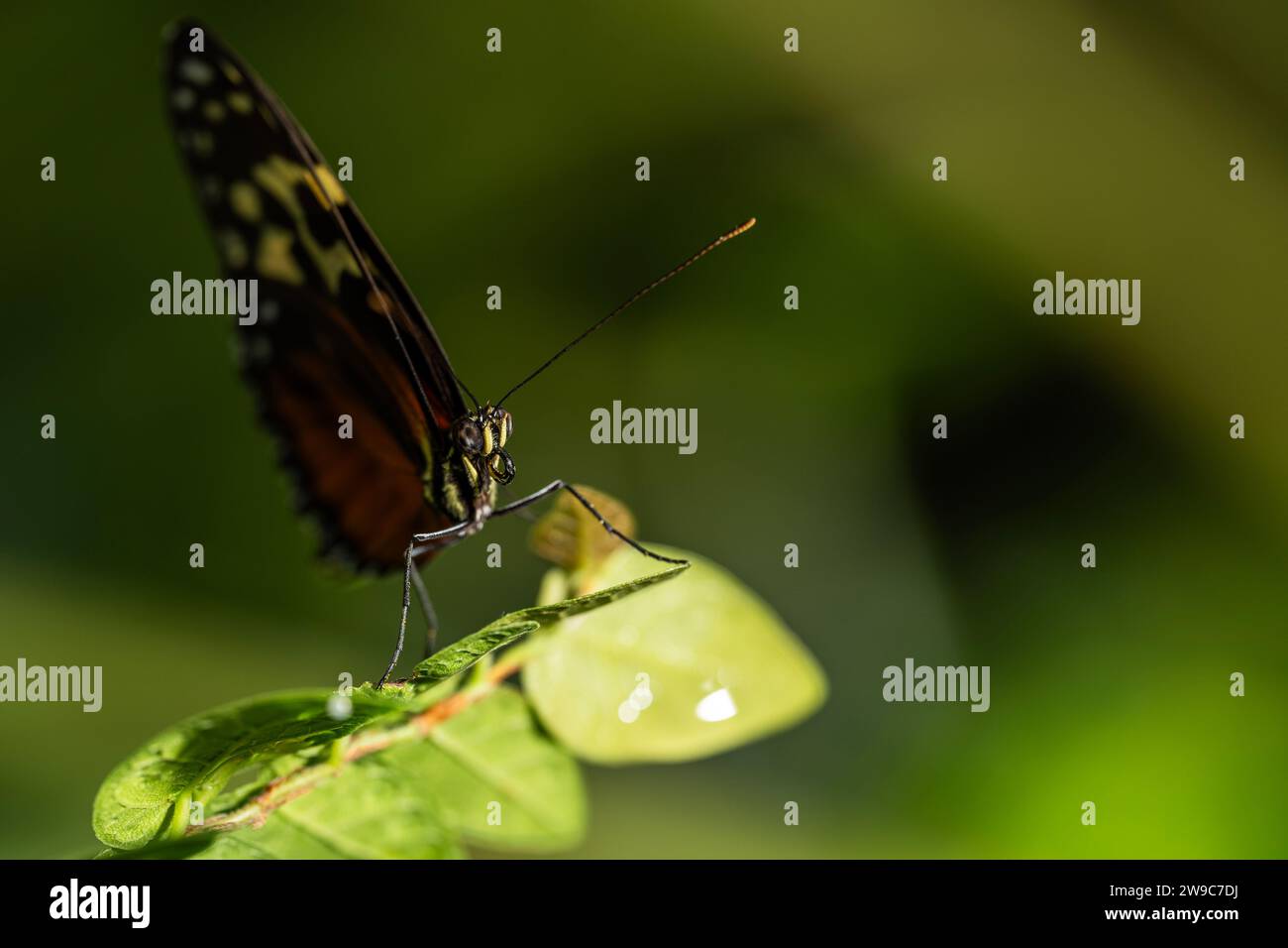 Tiger Longwing Butterfly, Heliconius hecale Stock Photo - Alamy