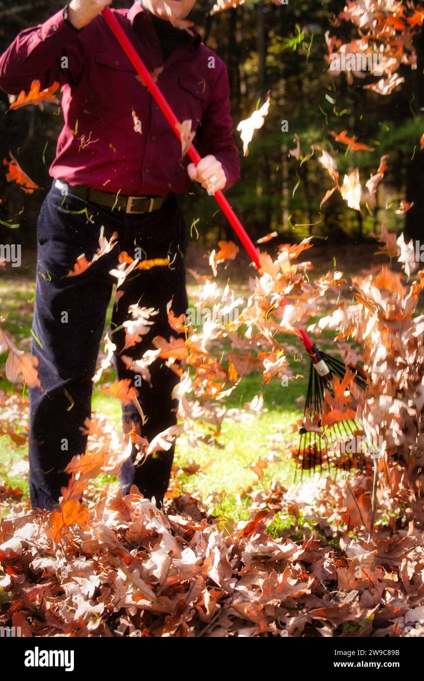 Man raking fall leaves New England, United States Stock Photo - Alamy