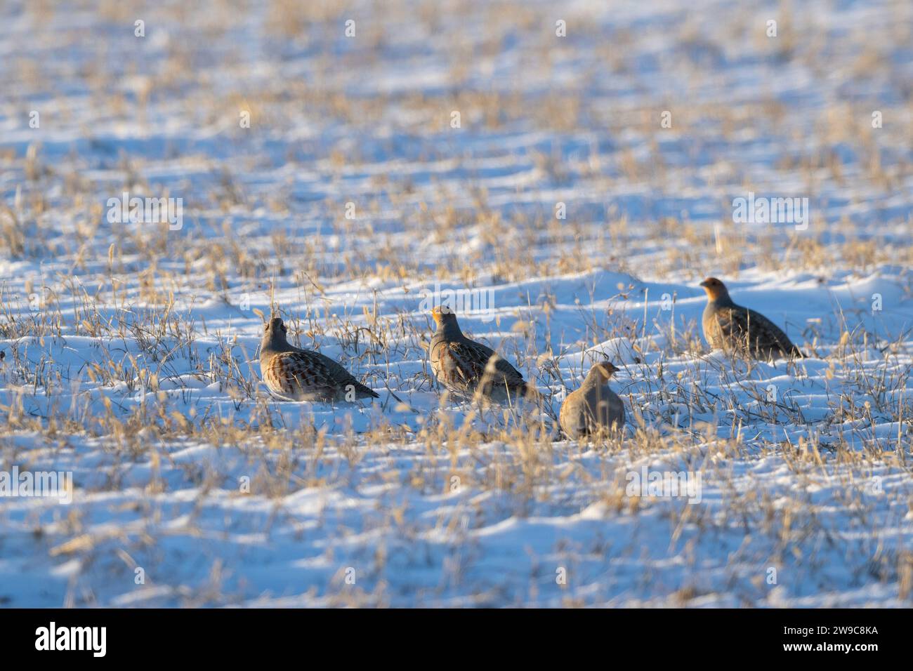 Flying partridge hi-res stock photography and images - Alamy