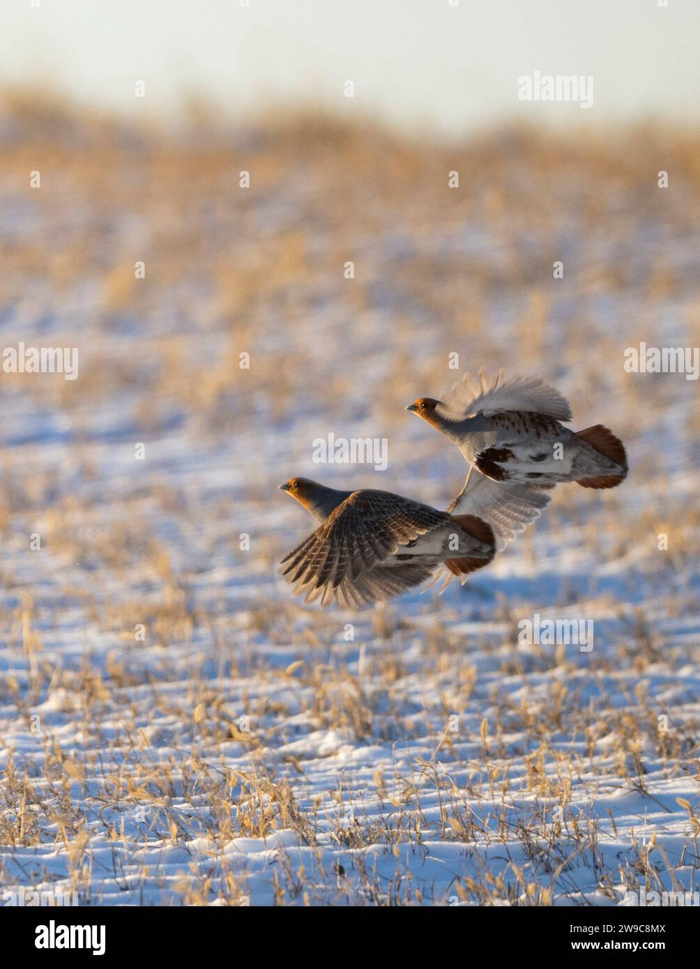 Flying partridge hi-res stock photography and images - Alamy
