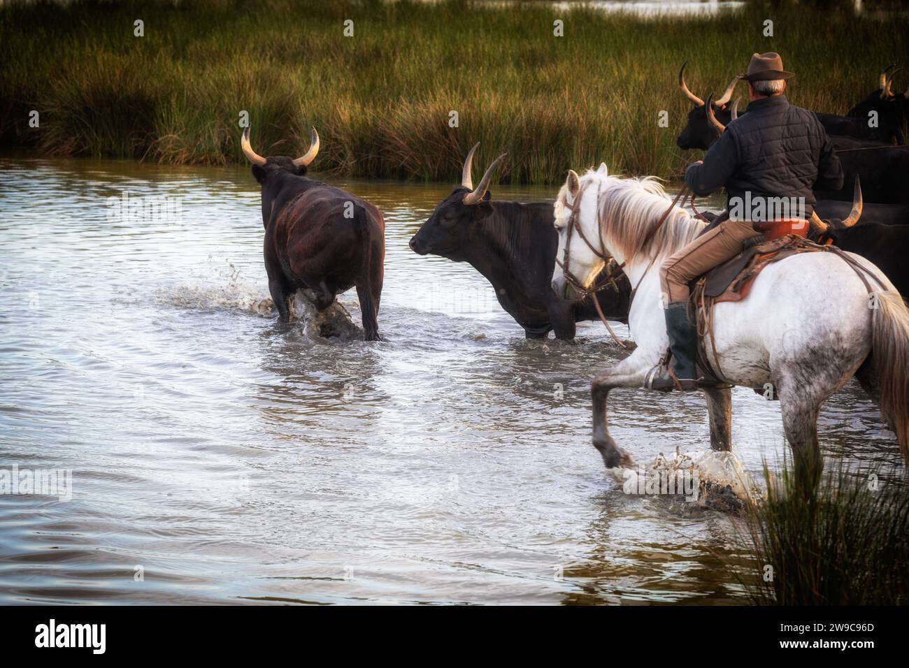 Cowboy carrying a long cattle prod near a herd of bulls, Camargue ...
