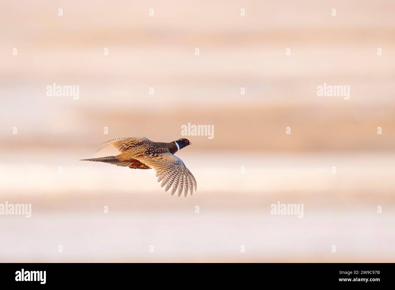 Rooster Pheasant in flight on a winter day in North Dakota Stock Photo ...
