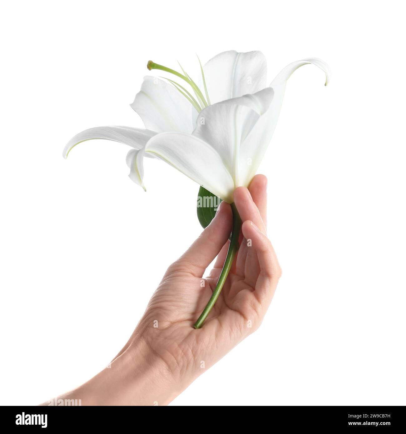 Female hand with beautiful lily flower on white background Stock Photo ...