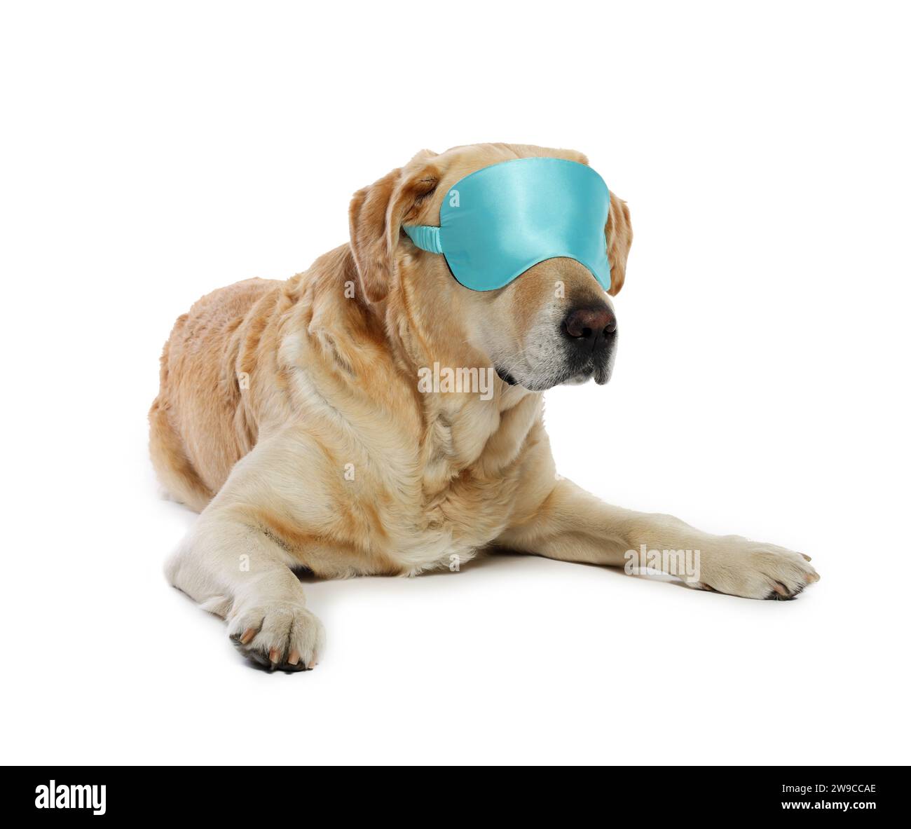 Cute Labrador Retriever with light blue sleep mask resting on white ...