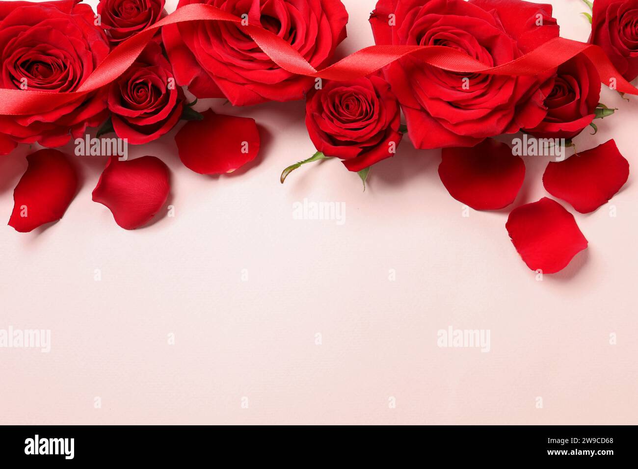 Beautiful red roses, petals and ribbon on pale pink background, flat lay. Space for text Stock ...