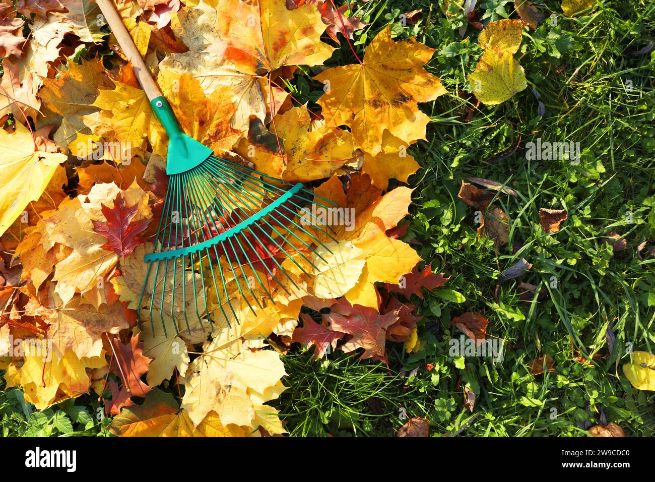 Rake and fall leaves on grass outdoors, top view. Space for text Stock ...