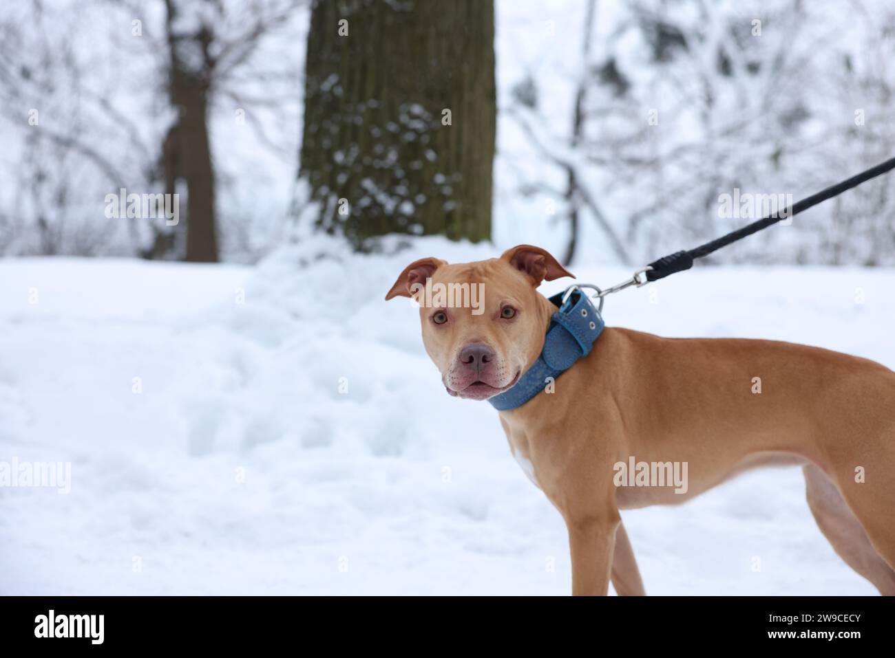 Cute ginger dog in snowy park. Space for text Stock Photo - Alamy