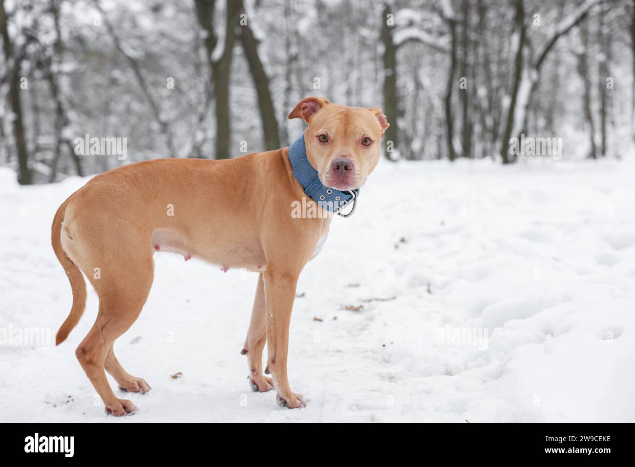 Cute ginger dog in snowy park, space for text Stock Photo - Alamy