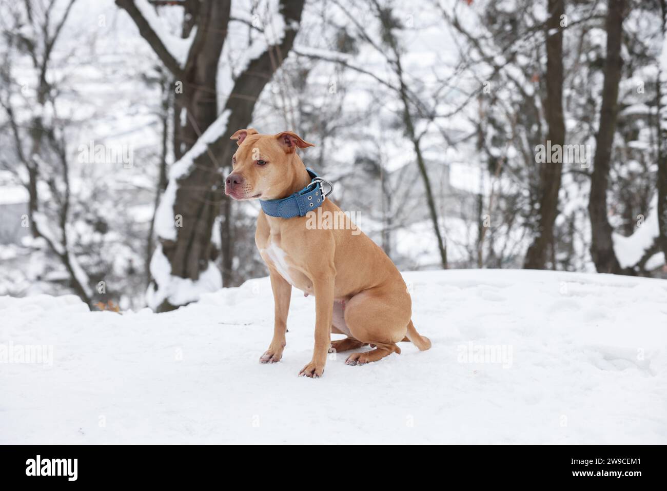 Cute ginger dog sitting in snowy forest Stock Photo - Alamy