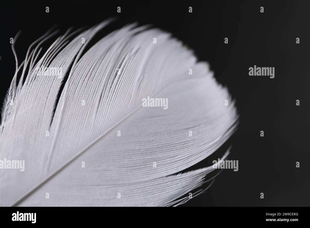 Fluffy white feather on black background, closeup Stock Photo - Alamy