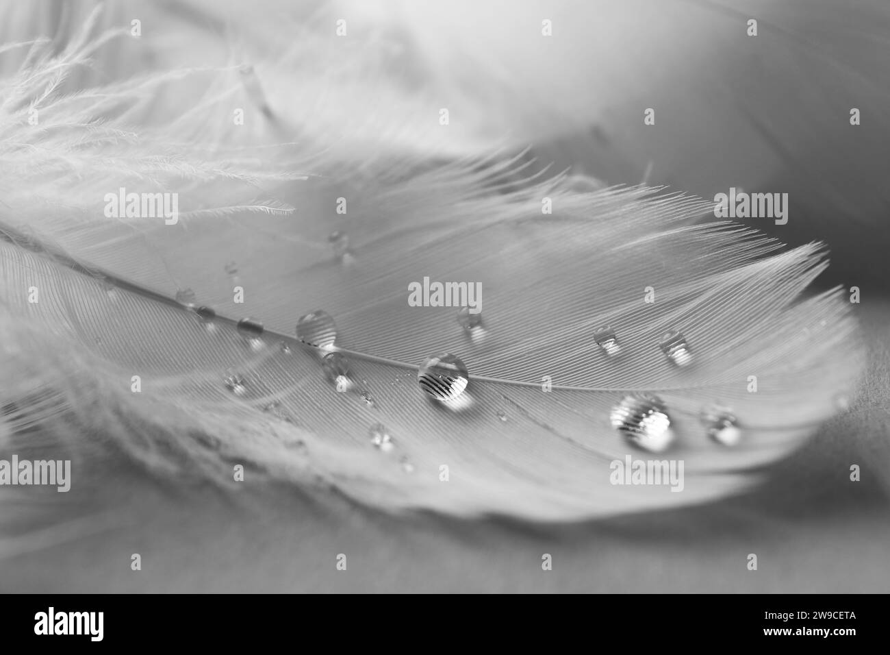 Fluffy white feather with water drops on light background, closeup ...