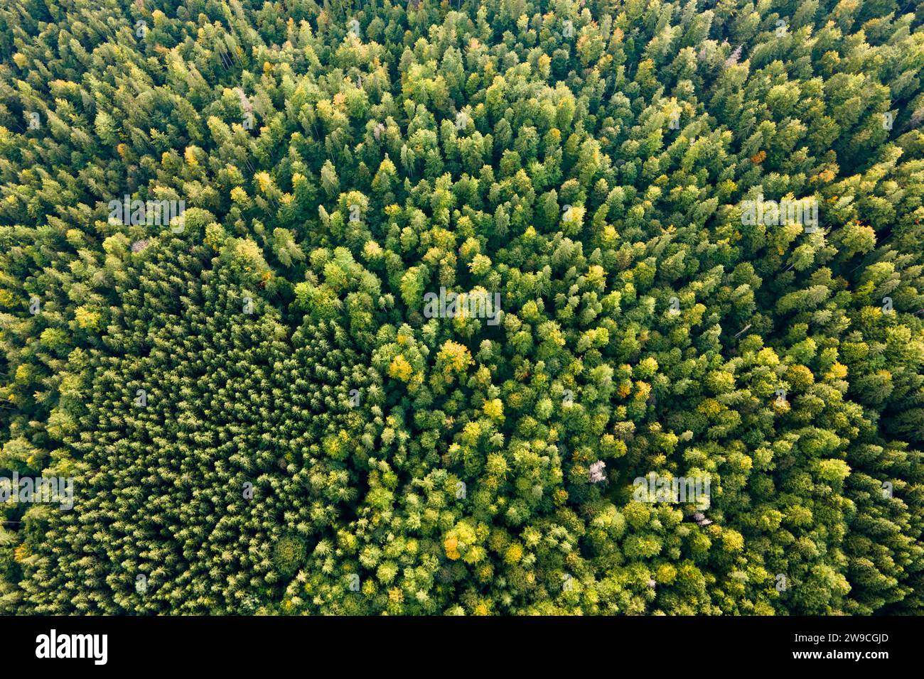 Aerial view of green pine forest with dark spruce trees. Nothern ...