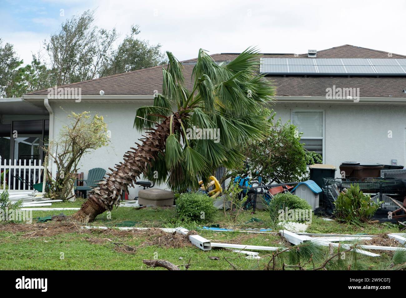 Hurricane damage to palm tree on Florida house backyard. Fallen down ...