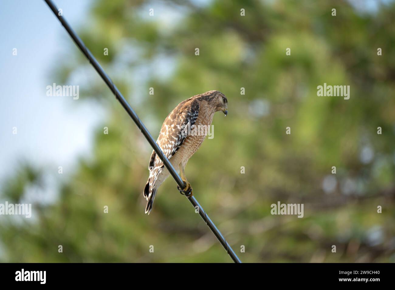 The red-shouldered hawk bird perching on electric cable looking for ...