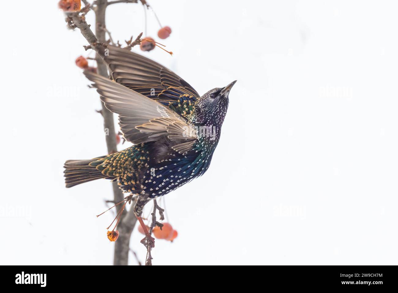 common starling (Sturnus vulgaris) in winter Stock Photo - Alamy