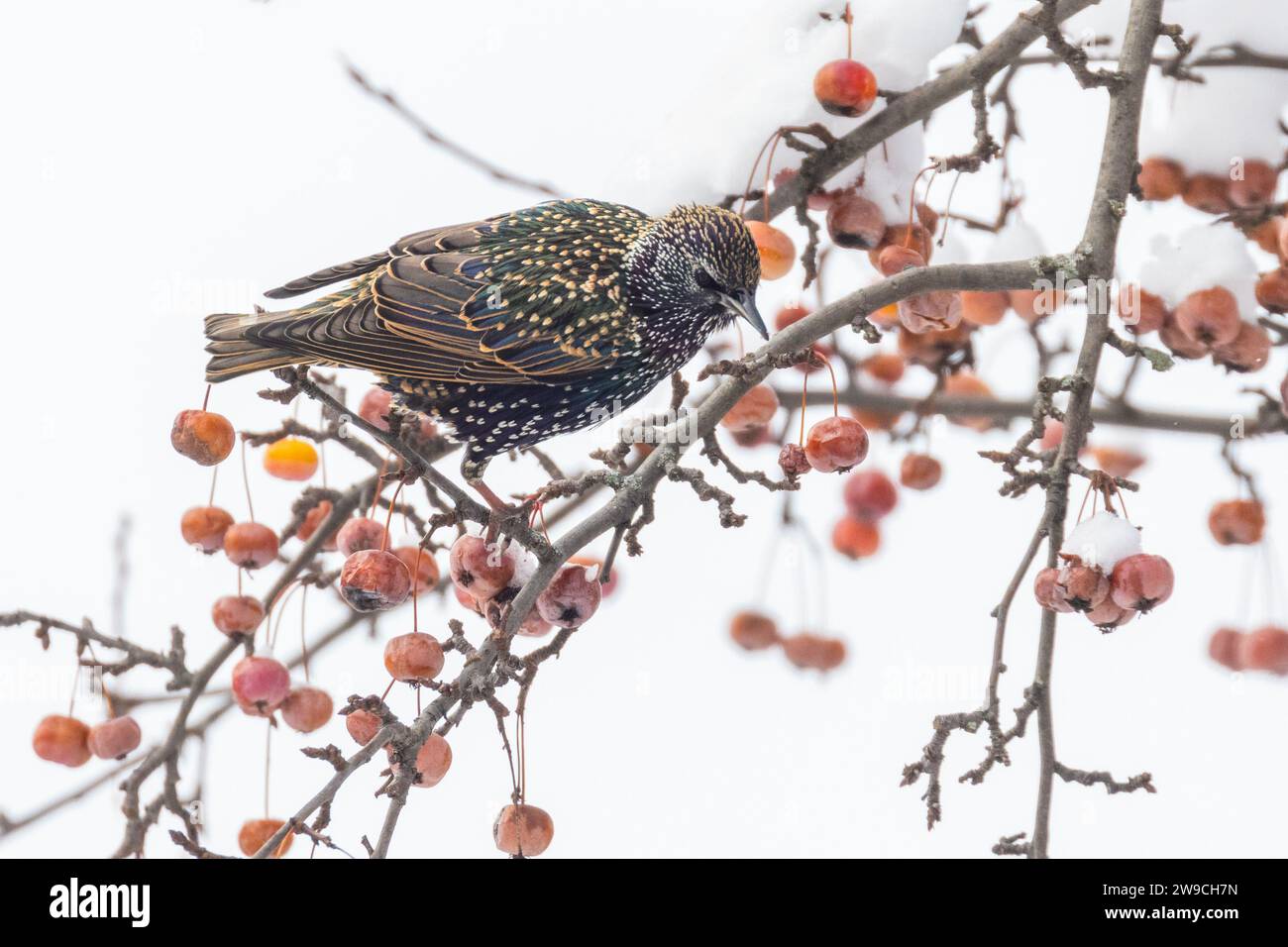 common starling (Sturnus vulgaris) in winter Stock Photo - Alamy