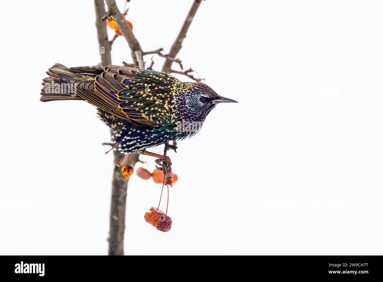 common starling (Sturnus vulgaris) in winter Stock Photo - Alamy