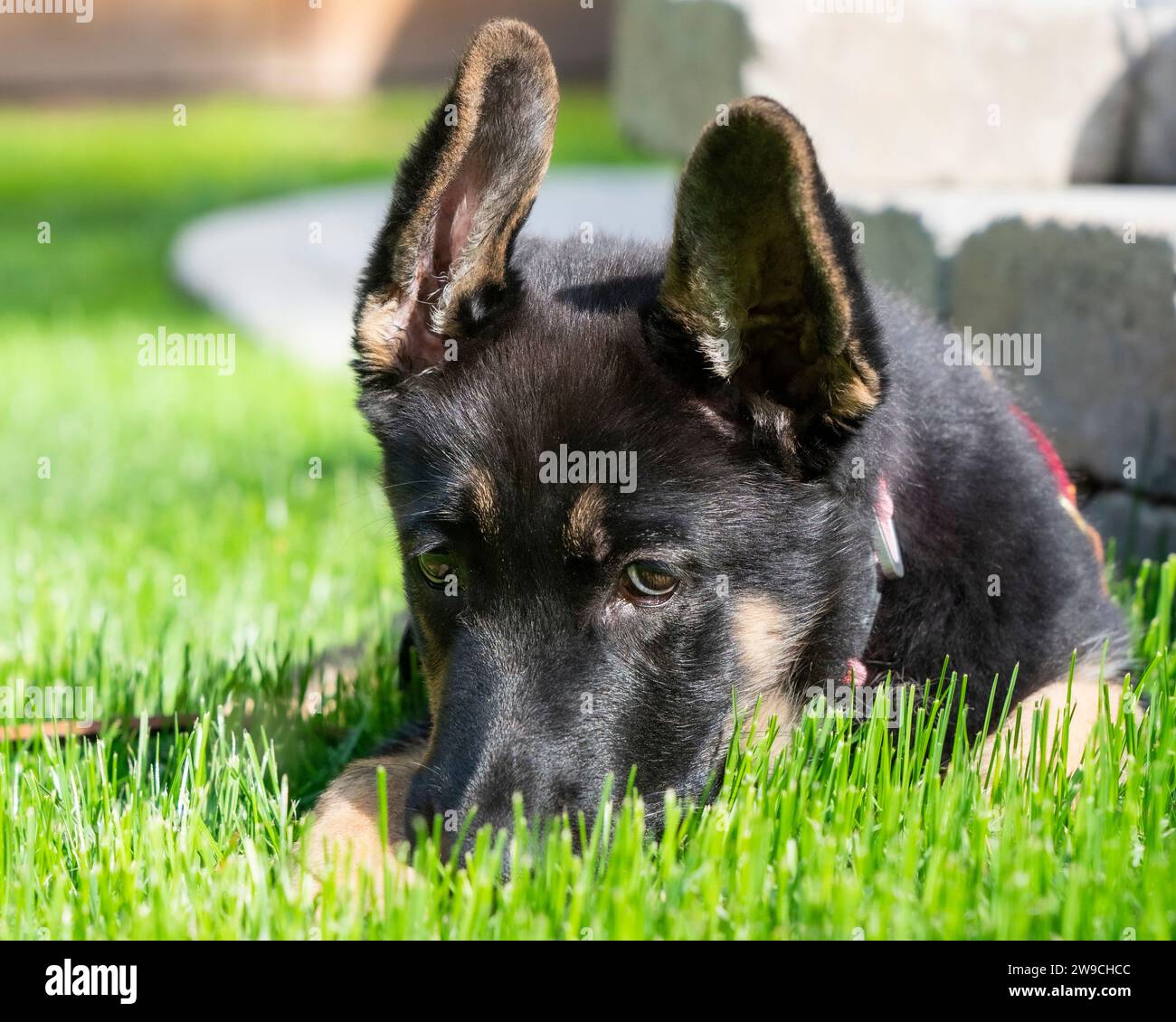 Sleepy german shepherd puppy hi-res stock photography and images - Alamy