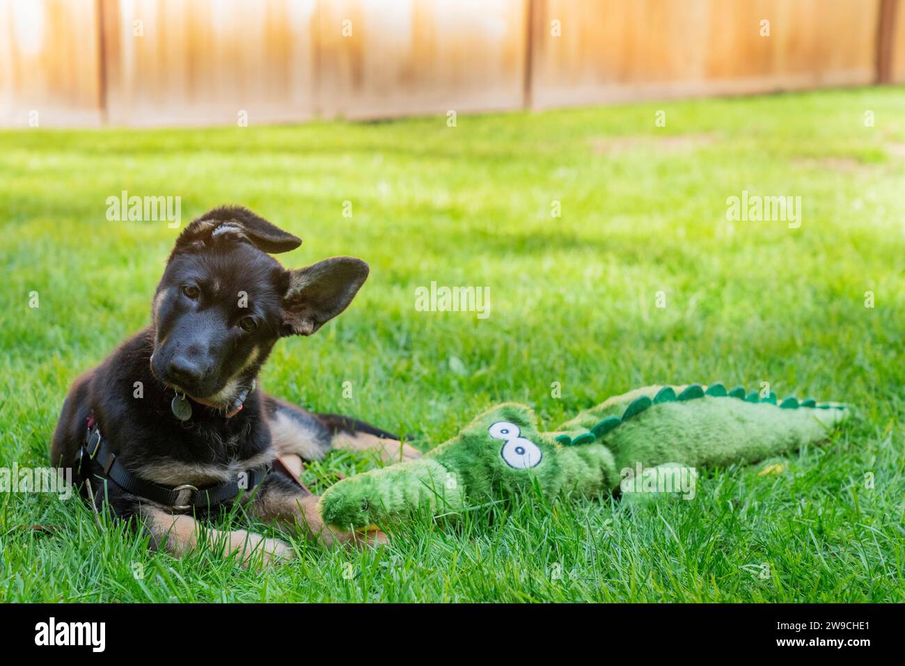 German Shepherd puppy with her favorite big stuffed alligator toy, in ...
