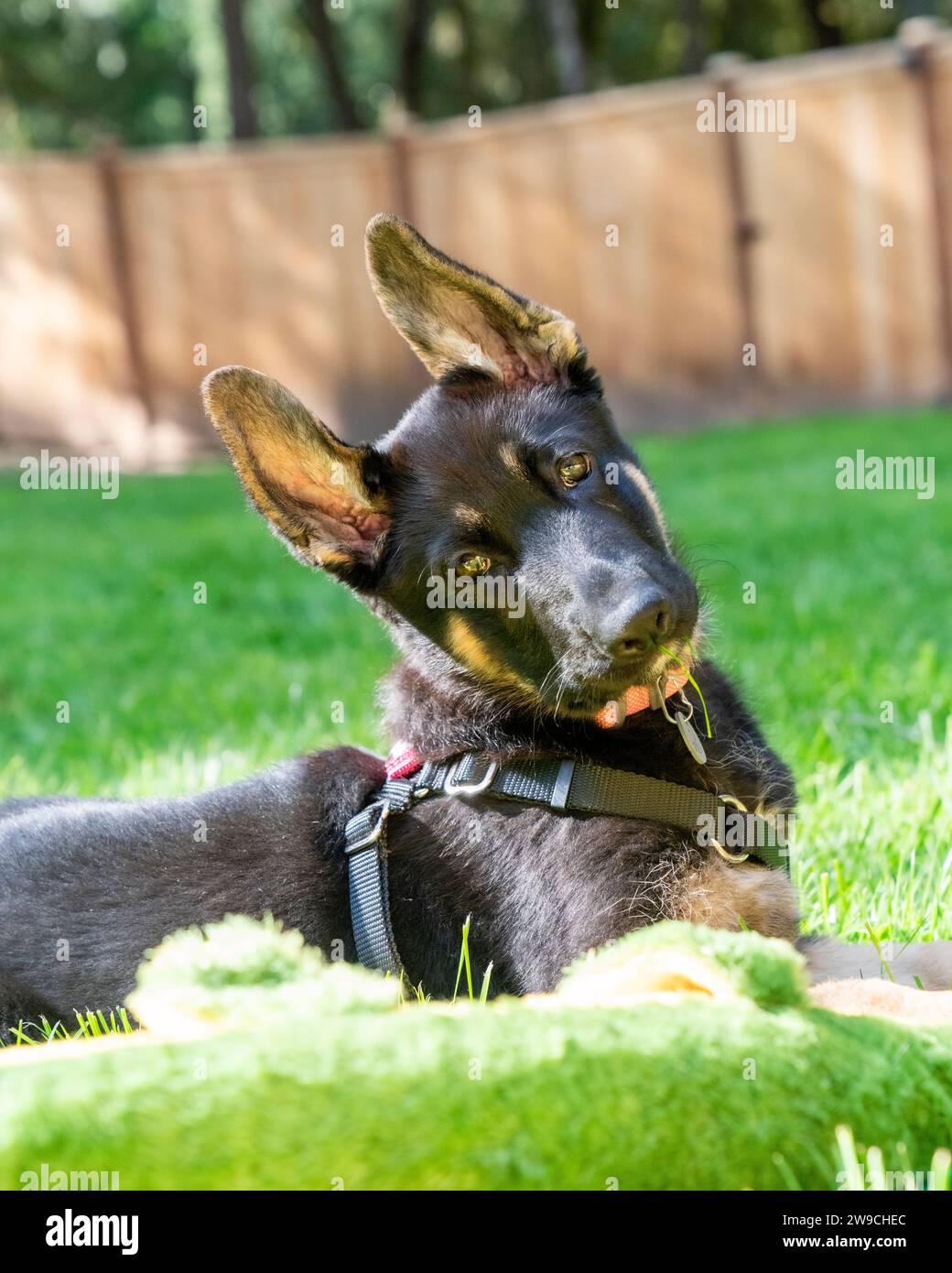 Funny German Shepherd puppy tilting her head so her ears go up. She's ...