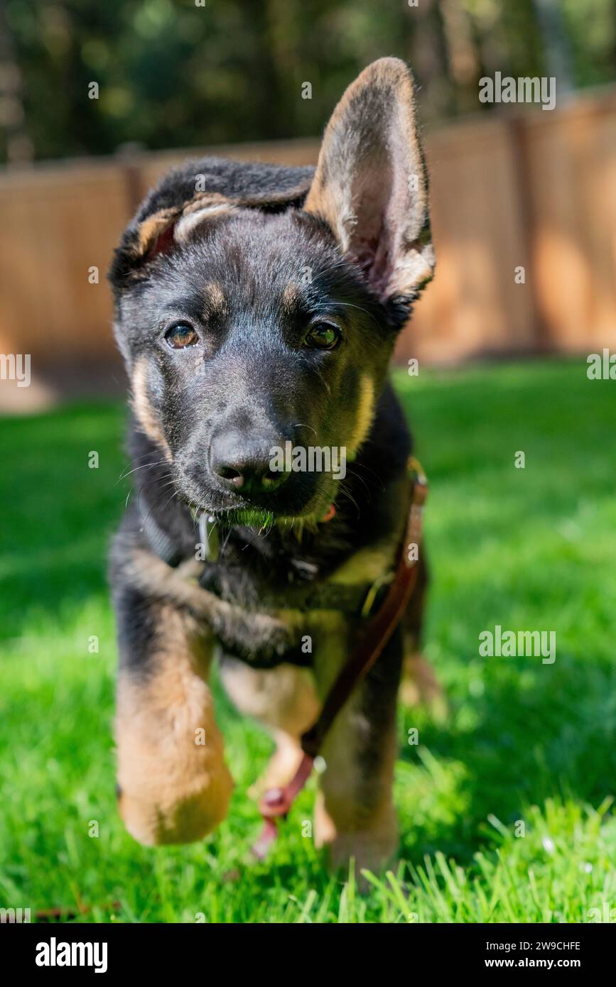Cutest bi-color German Shepherd puppy running straight at the camera ...