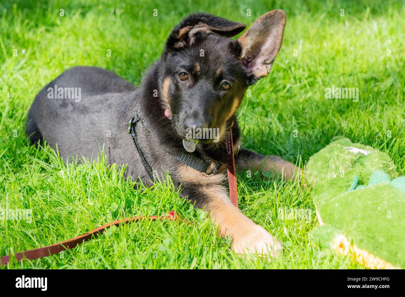 German shepherd puppy sun hi-res stock photography and images - Alamy