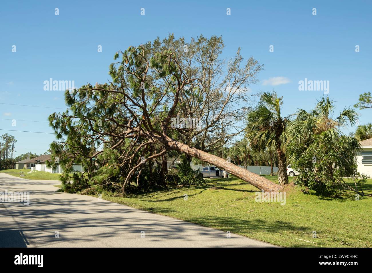 Uprooted tree after hurricane on Florida home front yard. Aftermath of ...