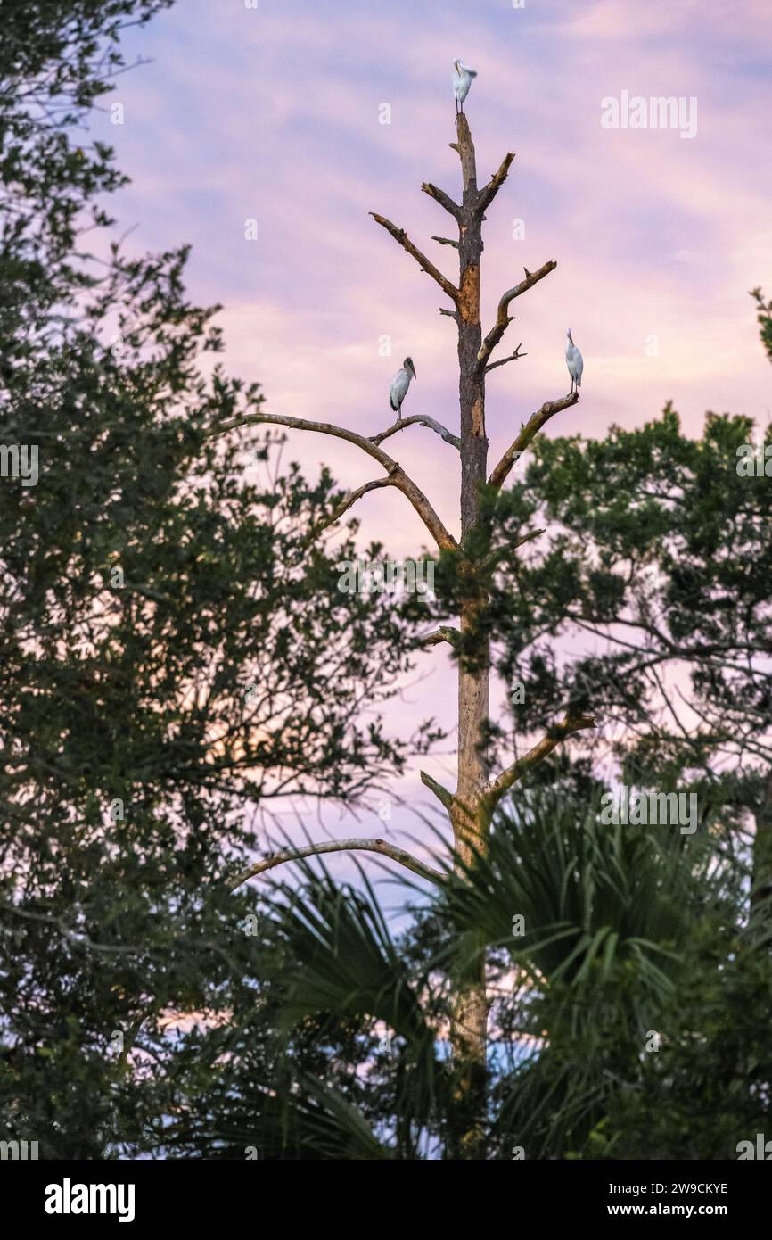 Florida wading birds perched in a tree along a tidal marsh at dawn in ...