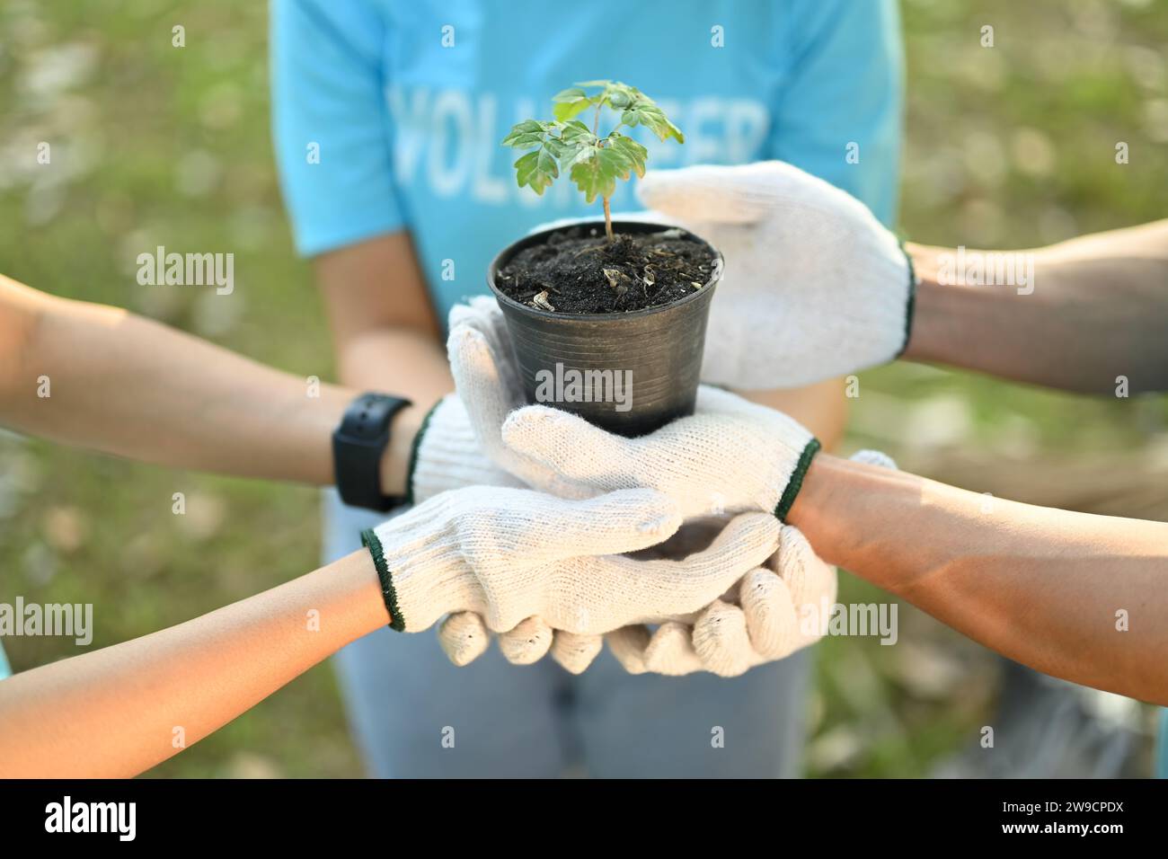 Team of young volunteer worker planting tree in public park. Charity ...