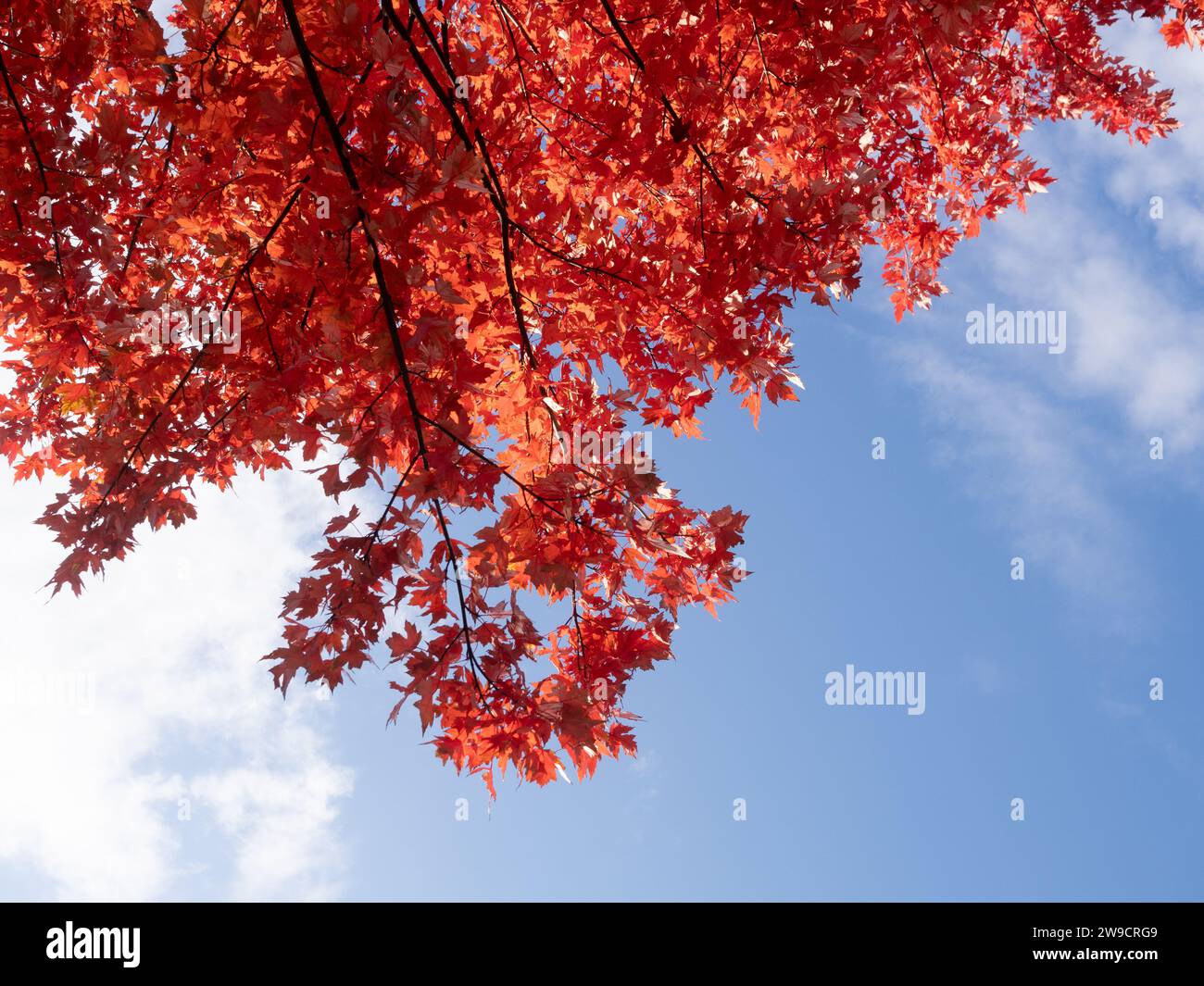 Maple tree with red leaves in autumn photographed from below with blue ...