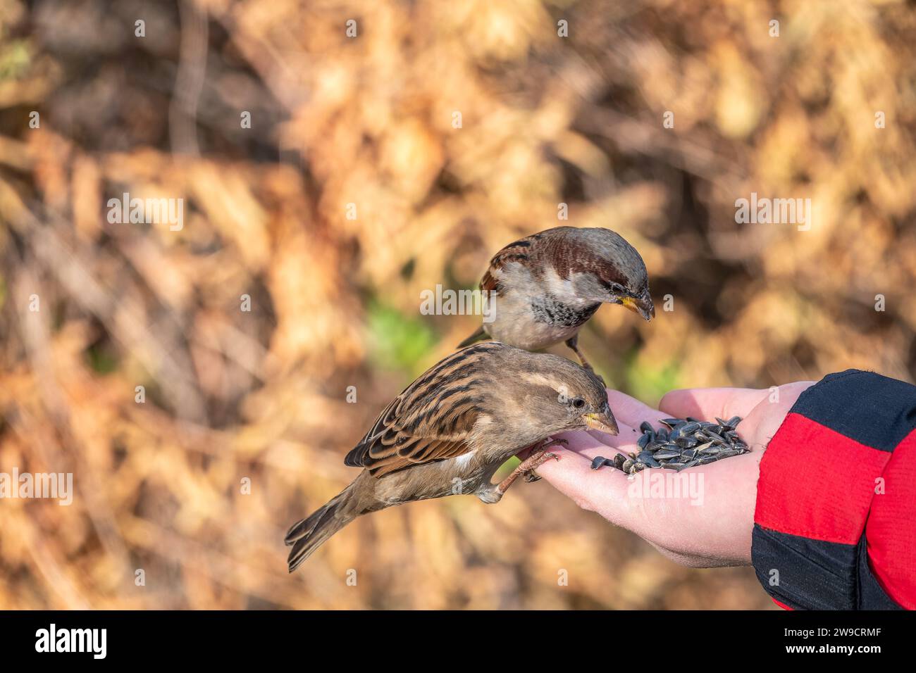 Sparrow eats seeds from a man's hand. A Sparrow bird sitting on the ...