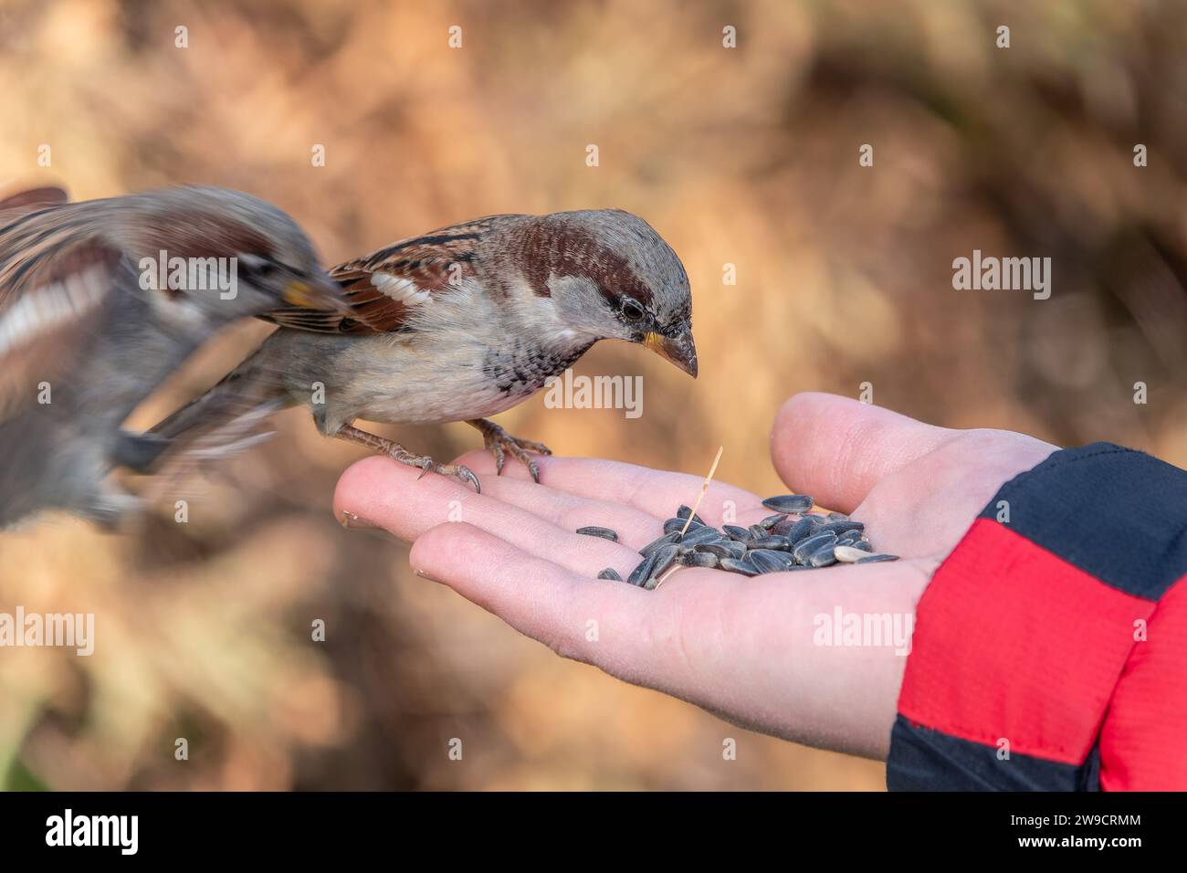 Sparrow eats seeds from a man's hand. A Sparrow bird sitting on the ...