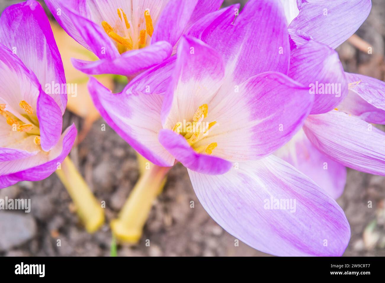 Purple Crocus Flowers in Spring. A close-up of a cluster of blooming ...