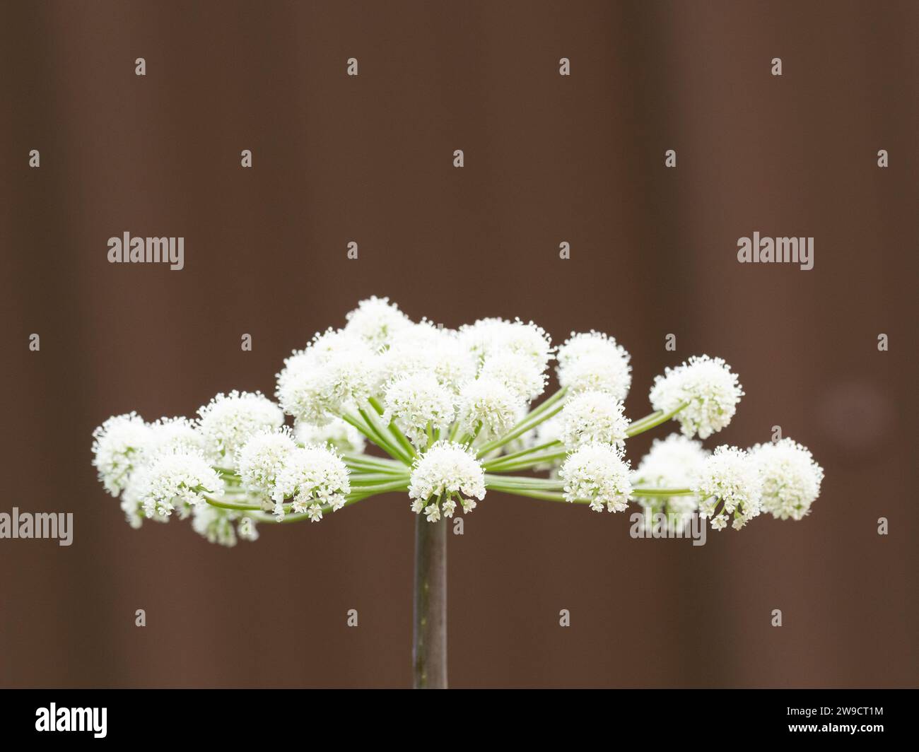 Close up of a poison hemlock flower with an umbrella of flowerettes ...