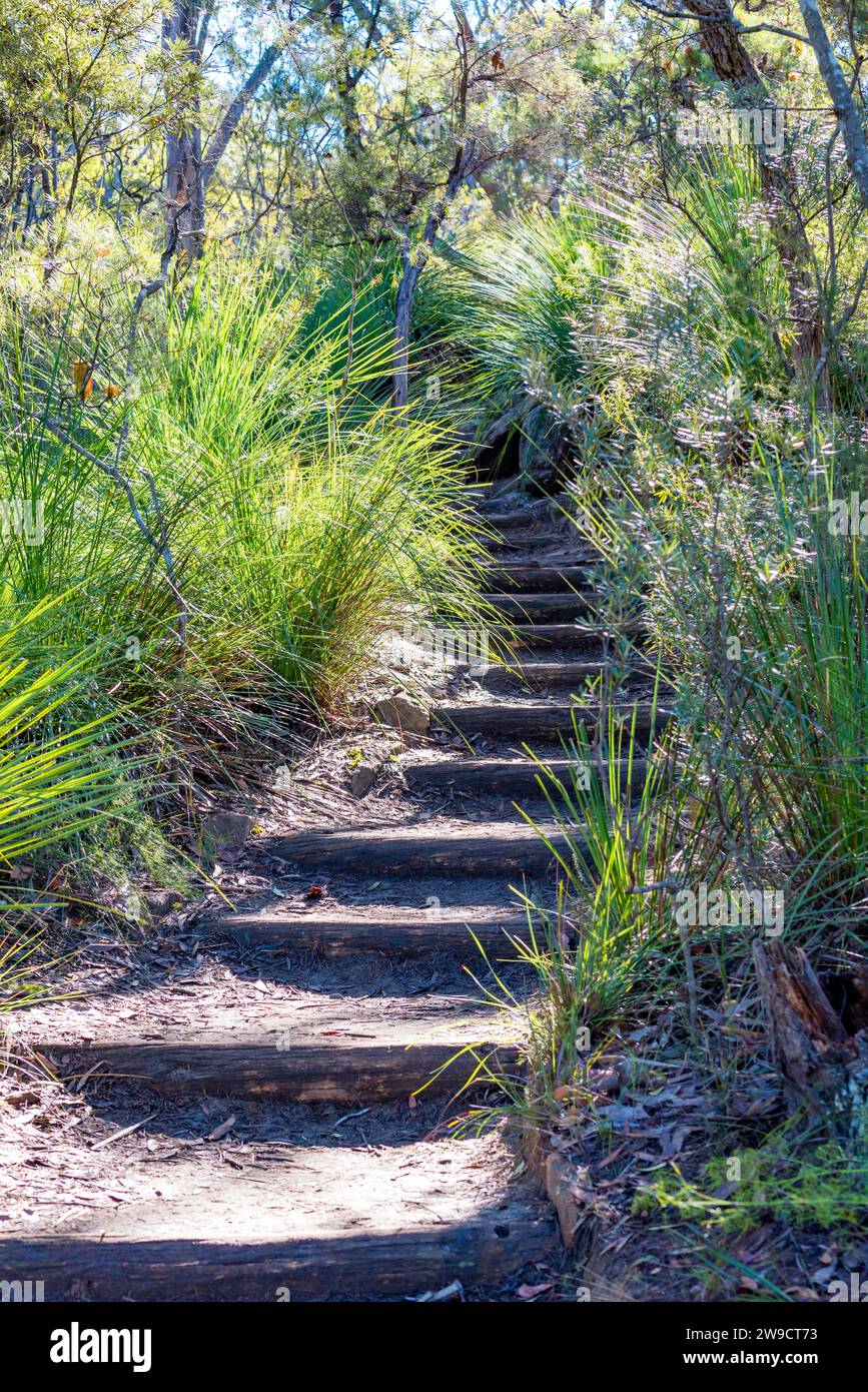 Timber edged steps on a path in Ku-ring-gai National Park leading ...