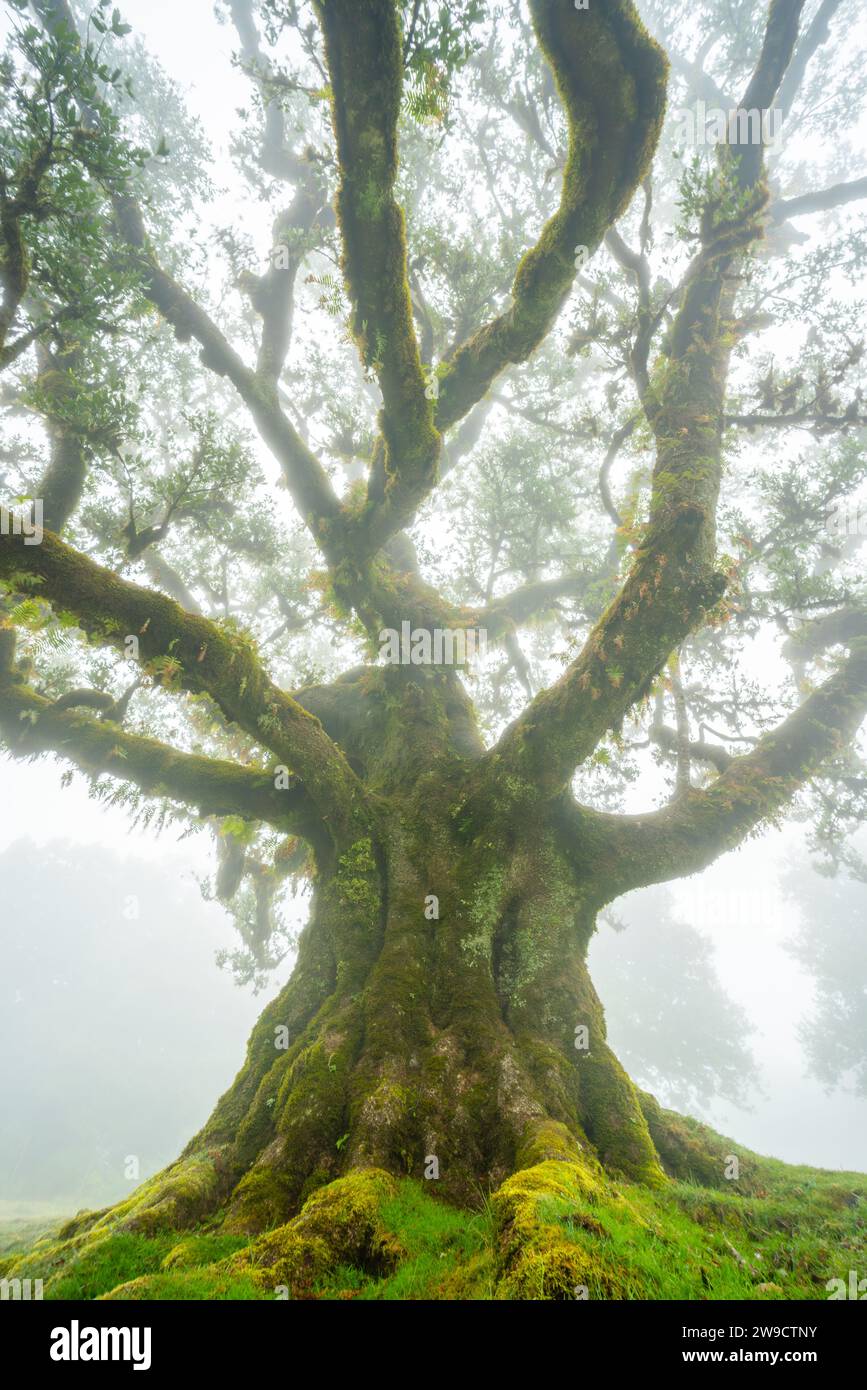 Fanal forest , old mystical tree in Madeira island, Unesco Stock Photo ...
