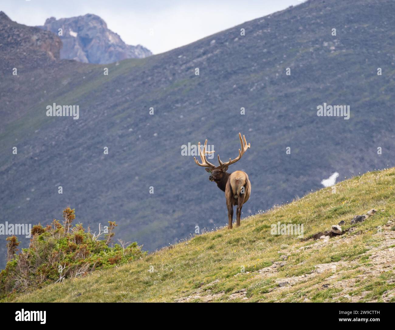 Single bull elk standing on a hillside looking back at the camera in ...