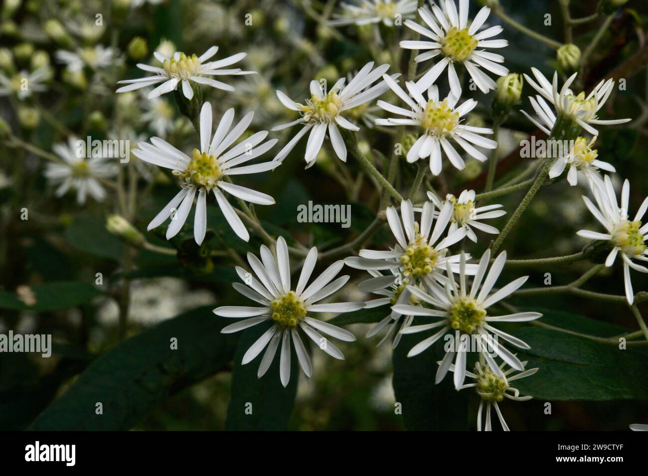 Australian daisy hi-res stock photography and images - Alamy