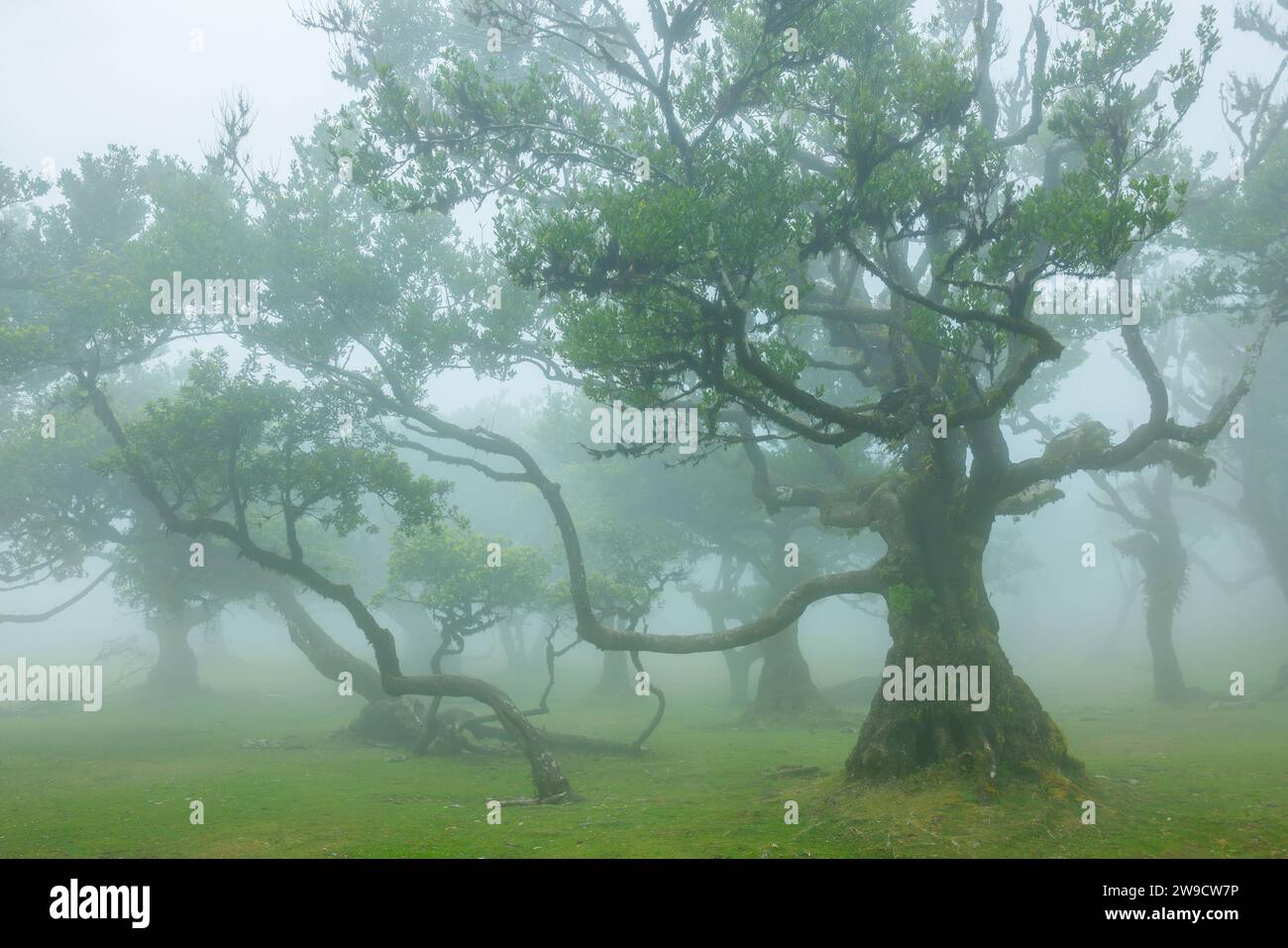 Fanal forest , old mystical tree in Madeira island, Unesco Stock Photo ...