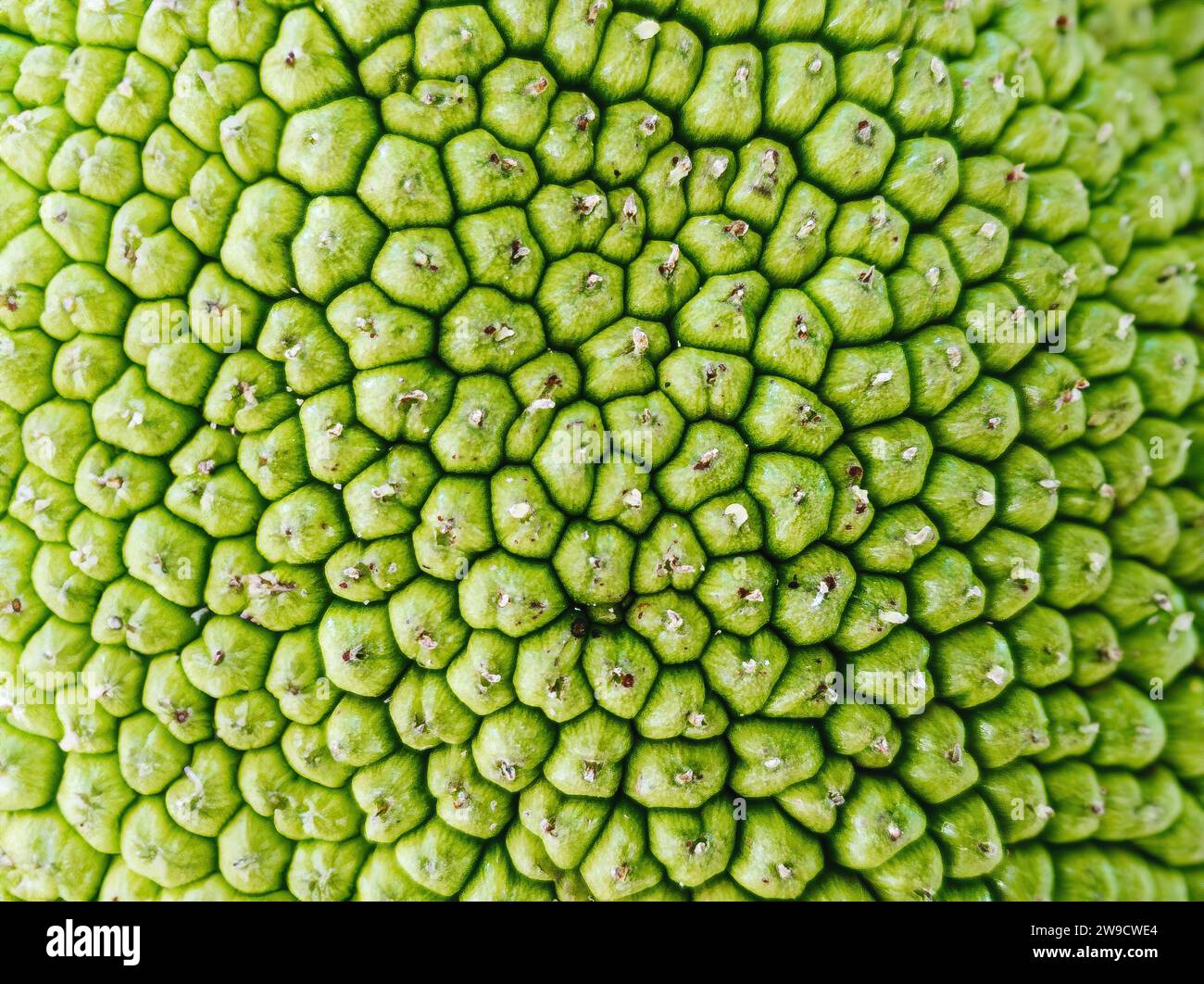 Jackfruit texture hi-res stock photography and images - Alamy