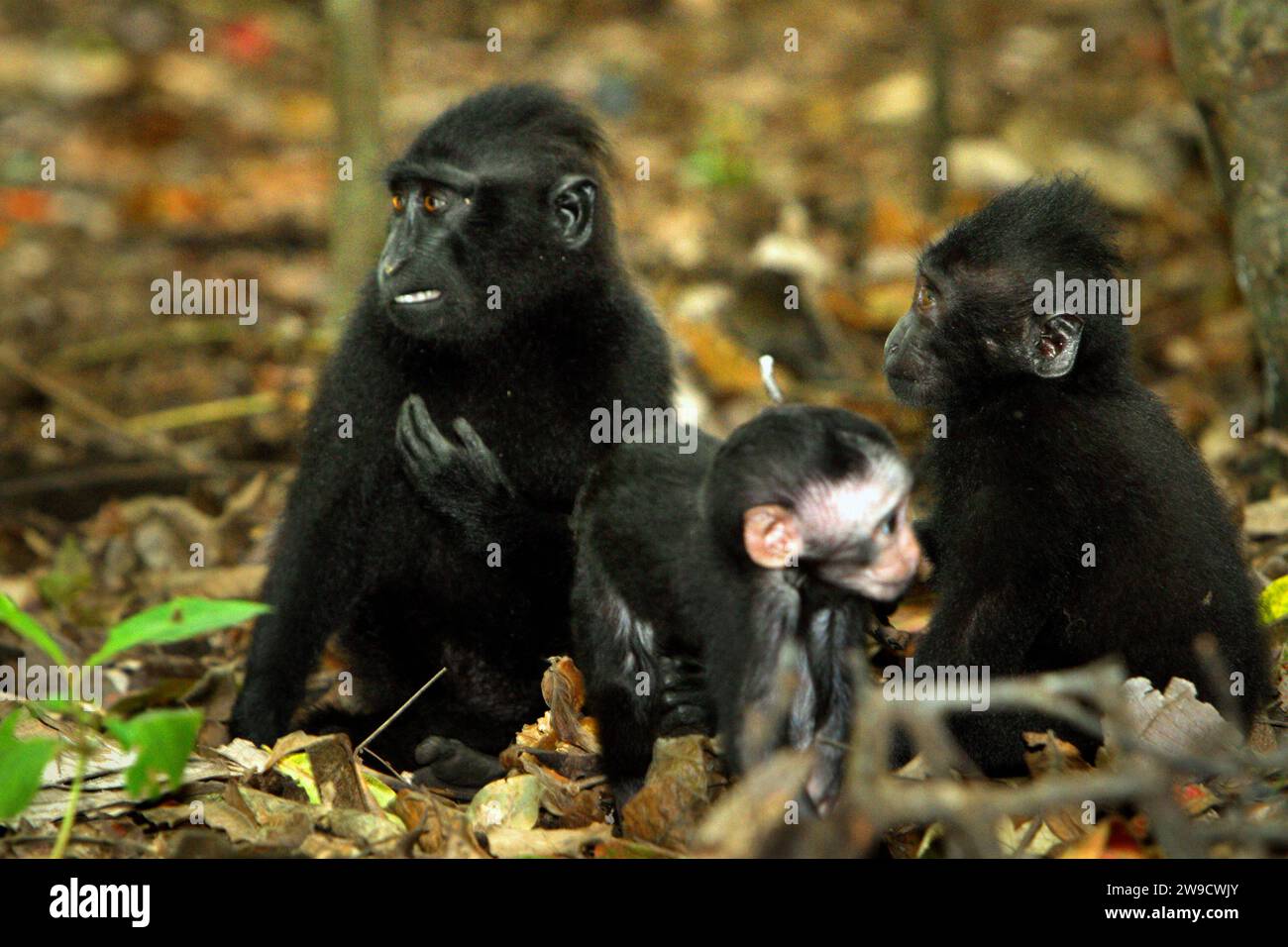 A baby crested macaque (Macaca nigra) moves in front of two juveniles ...