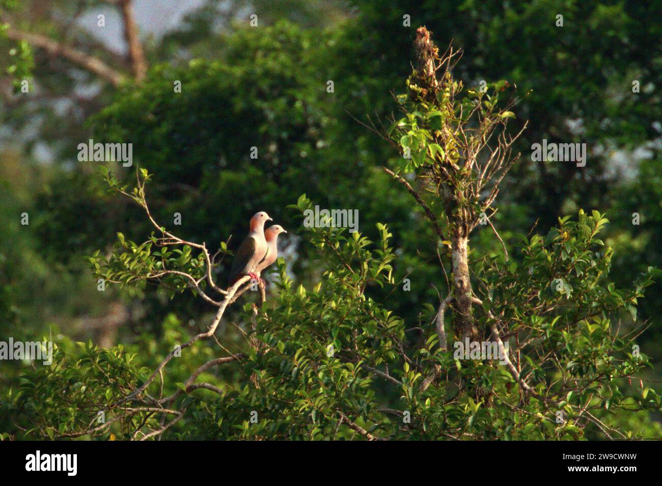 Rising temperature threat hi-res stock photography and images - Alamy
