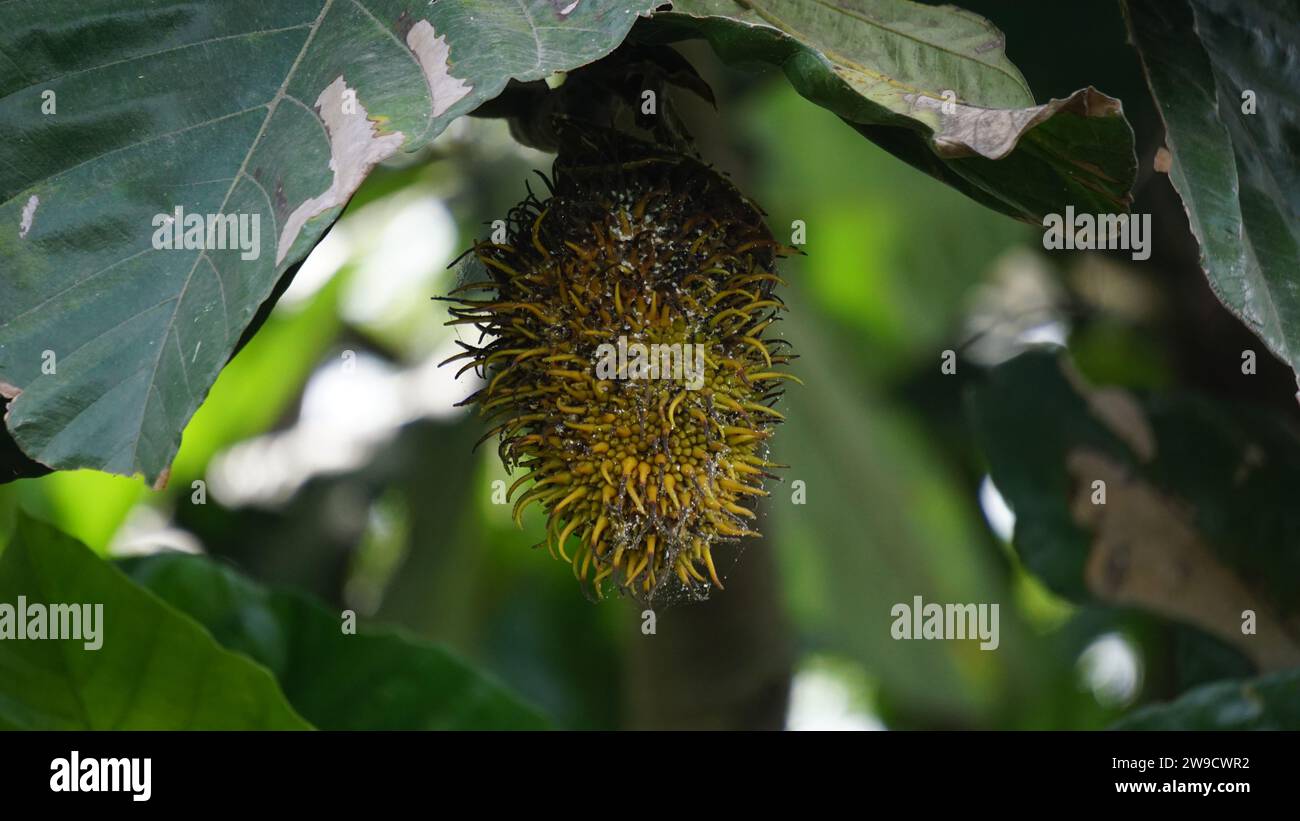Tekalong hi-res stock photography and images - Alamy