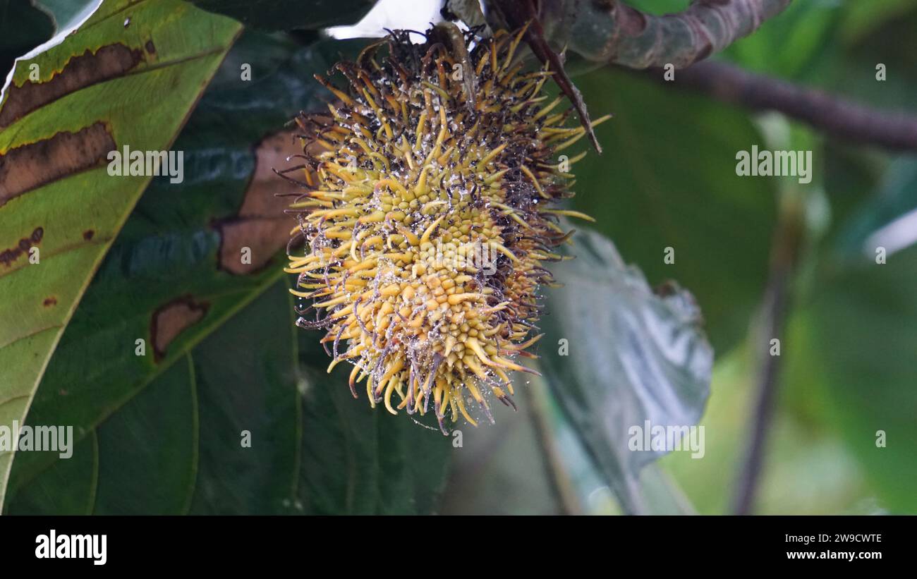 Tekalong hi-res stock photography and images - Alamy