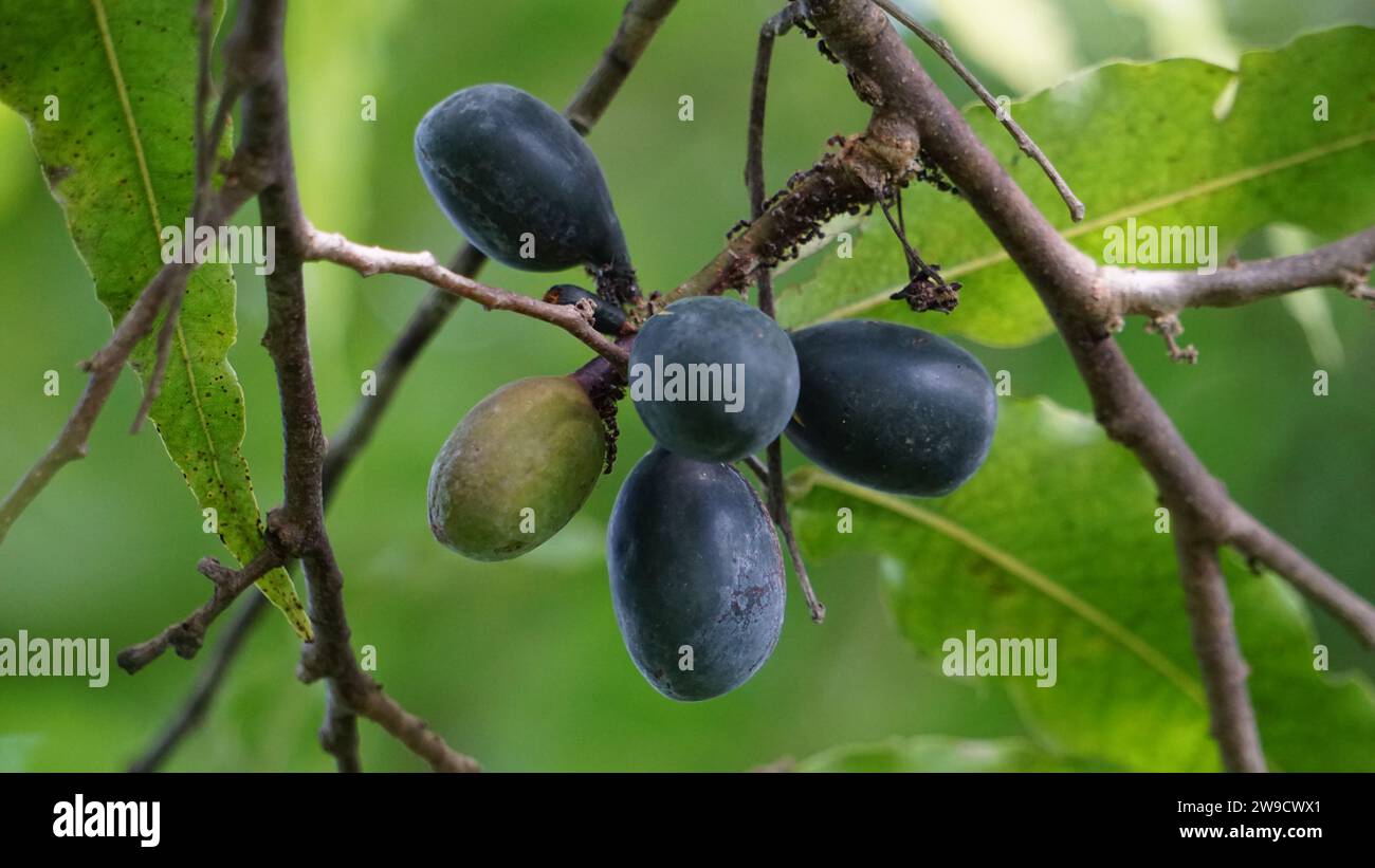 Polyalthia longifolia (glodokan, glodogan tiang ) with a natural ...