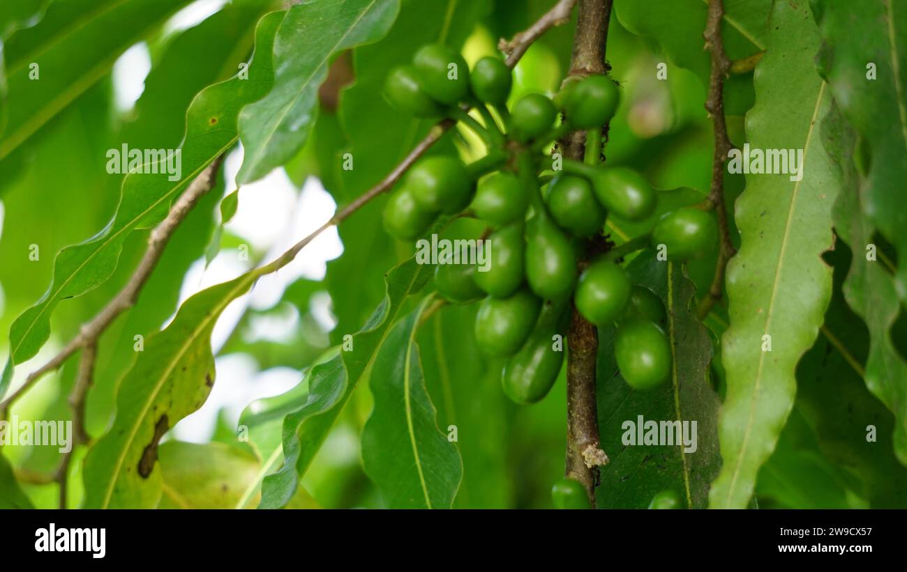 Polyalthia longifolia (glodokan, glodogan tiang ) with a natural ...
